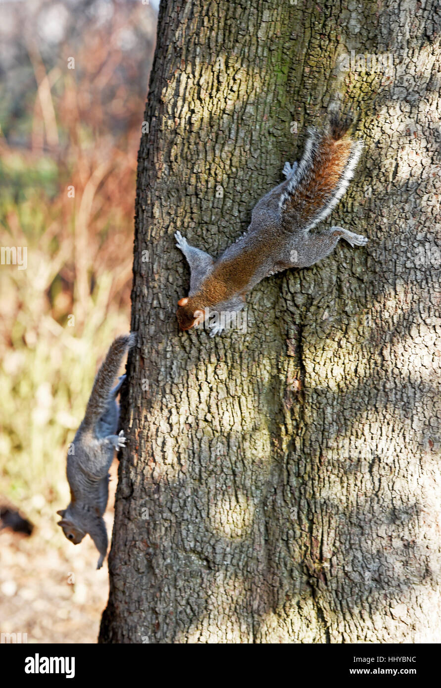 Grey squirrels hi-res stock photography and images - Alamy