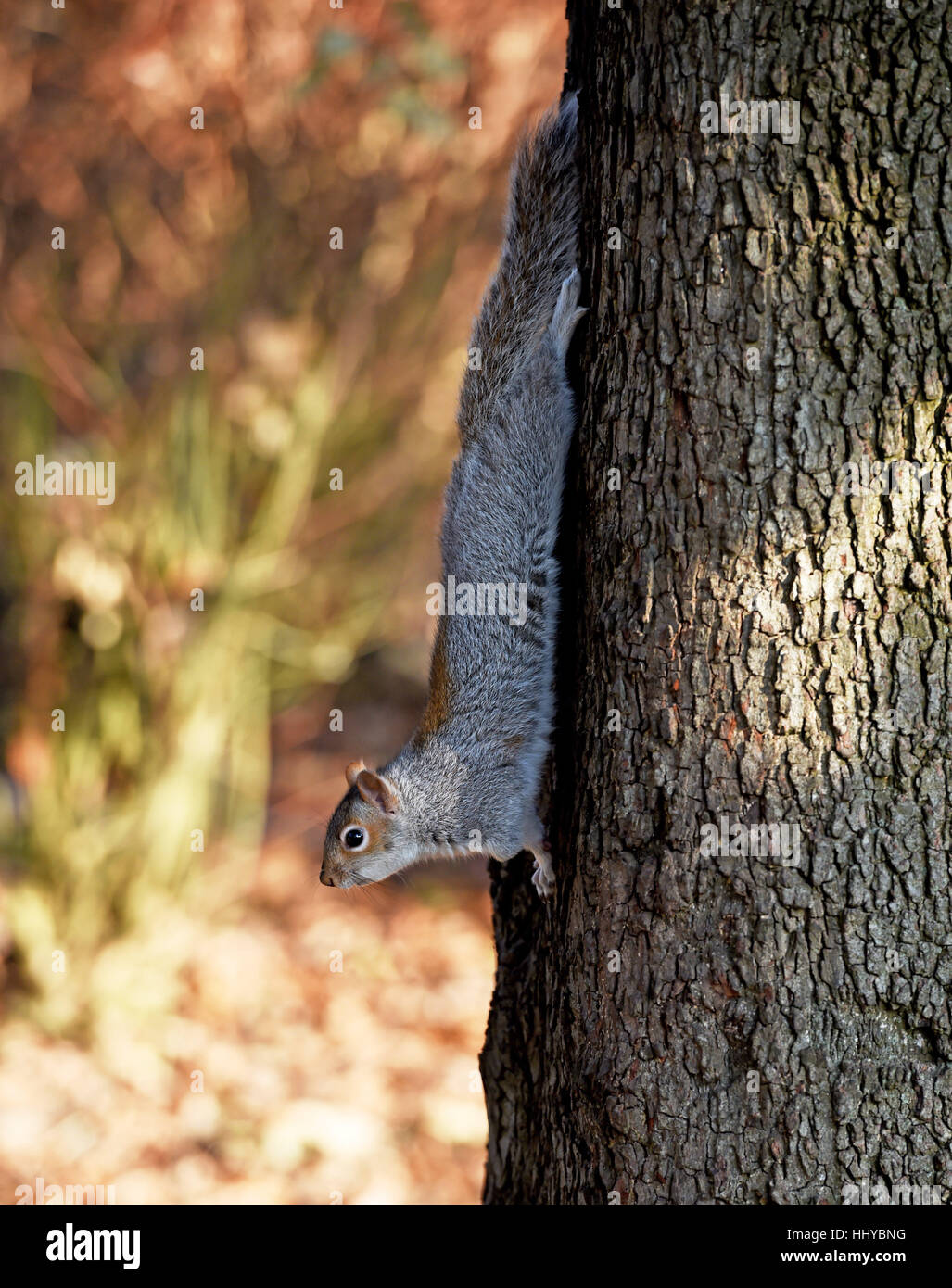 Squirrels uk hi-res stock photography and images - Alamy