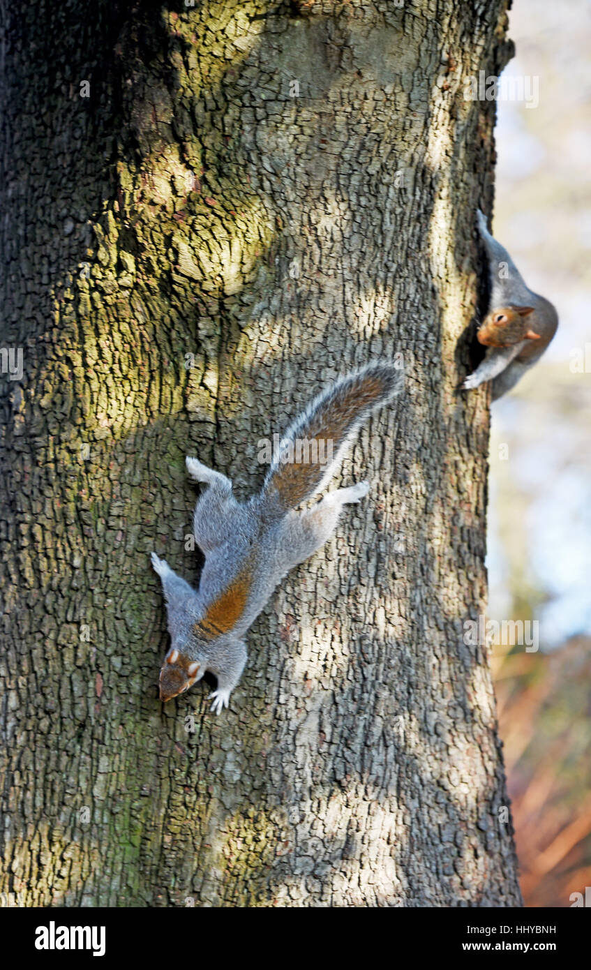 Grey squirrels Sciurus carolinensis playing in Queens Park Brighton ...