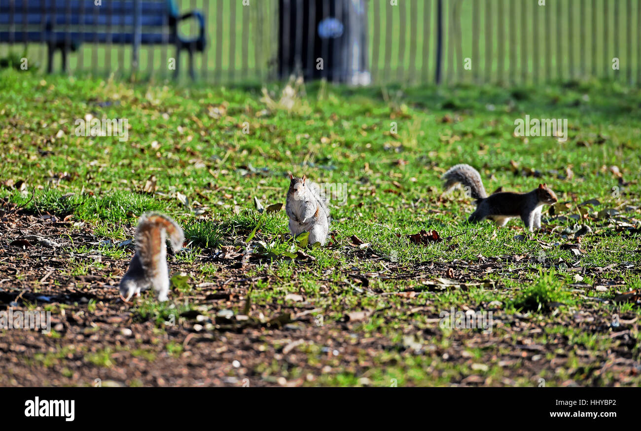 Grey squirrels Sciurus carolinensis playing in Queens Park Brighton ...