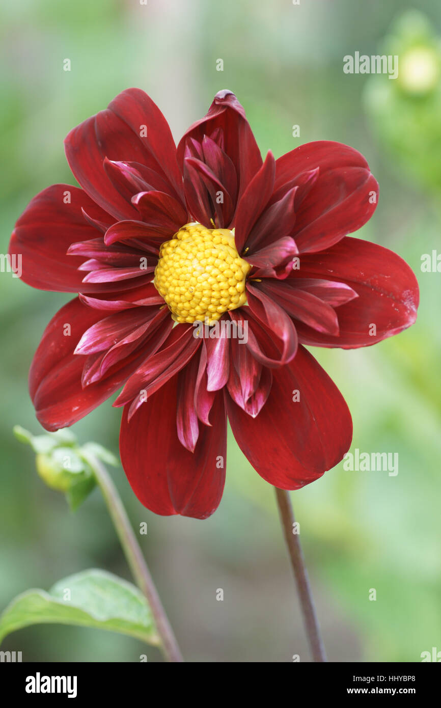 Dilys hi-res stock photography and images - Alamy