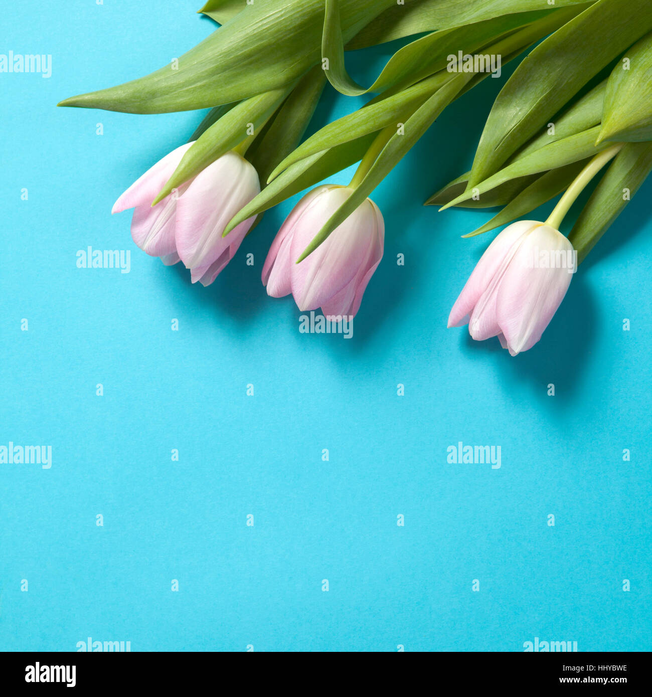 Frame from the leaves of roses and shells and tulip with envelope and ...