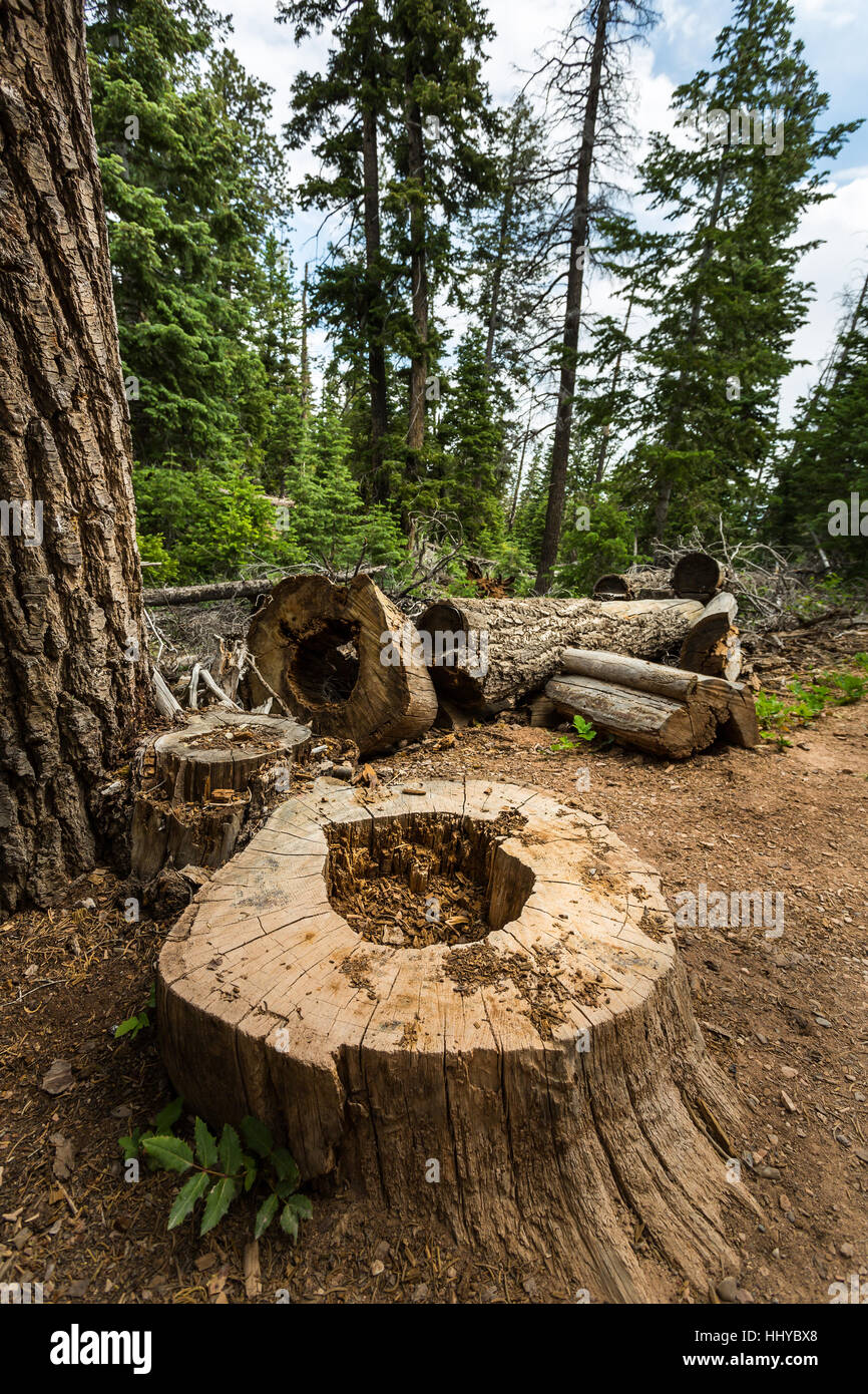 Mouldering stump in forest Stock Photo - Alamy