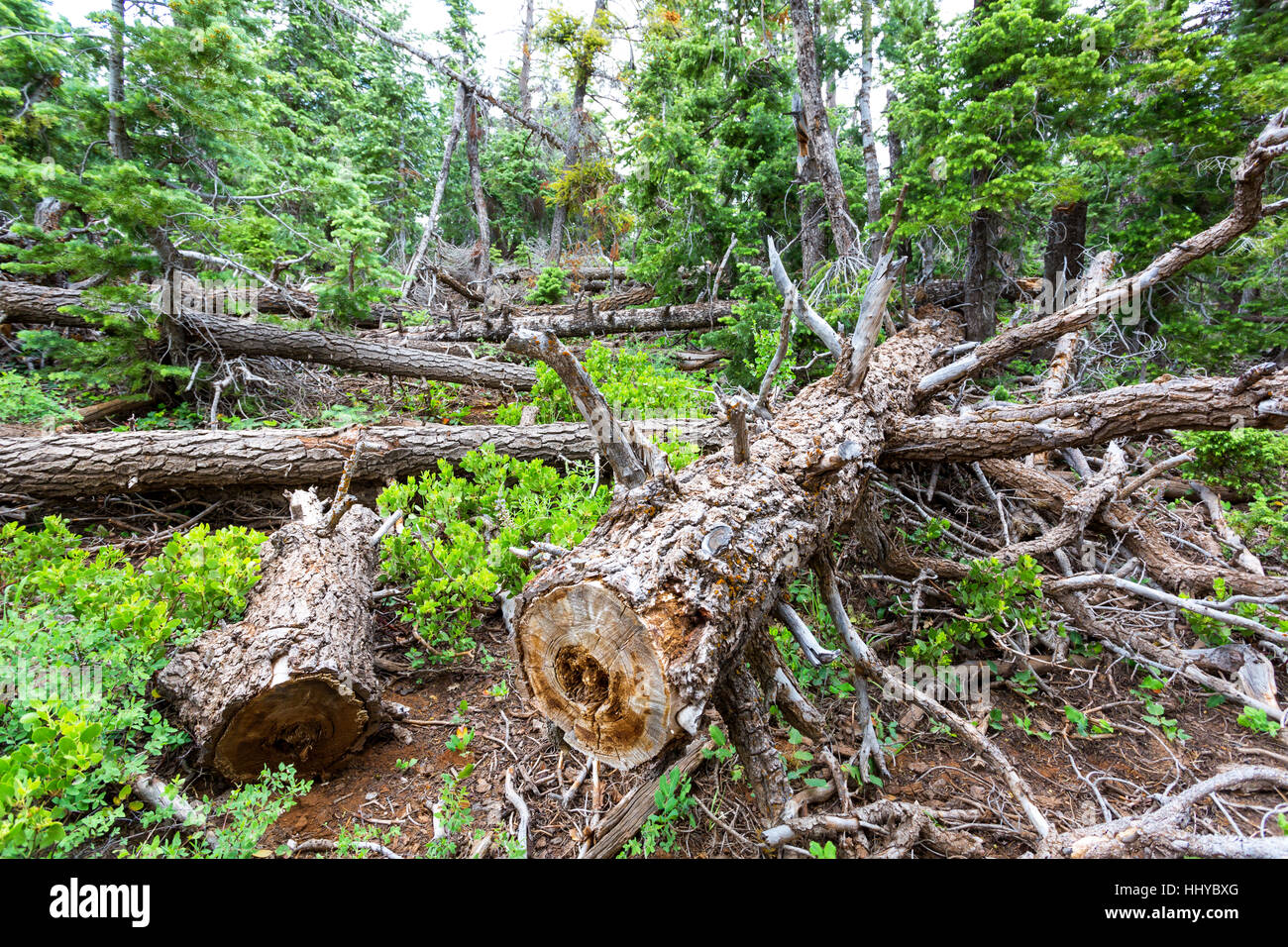 Dry tree in the forest Stock Photo - Alamy