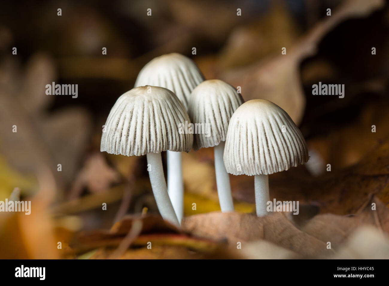 Blue toadstool sky blue mushroom hi-res stock photography and images ...