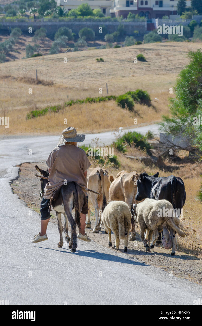 Donkey on road hi-res stock photography and images - Alamy