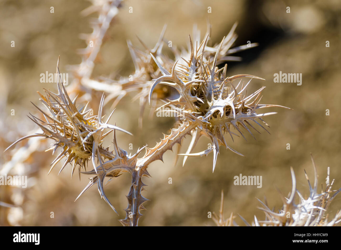 Detail shot of dry thorny bush with blurry background and tooth or claw ...