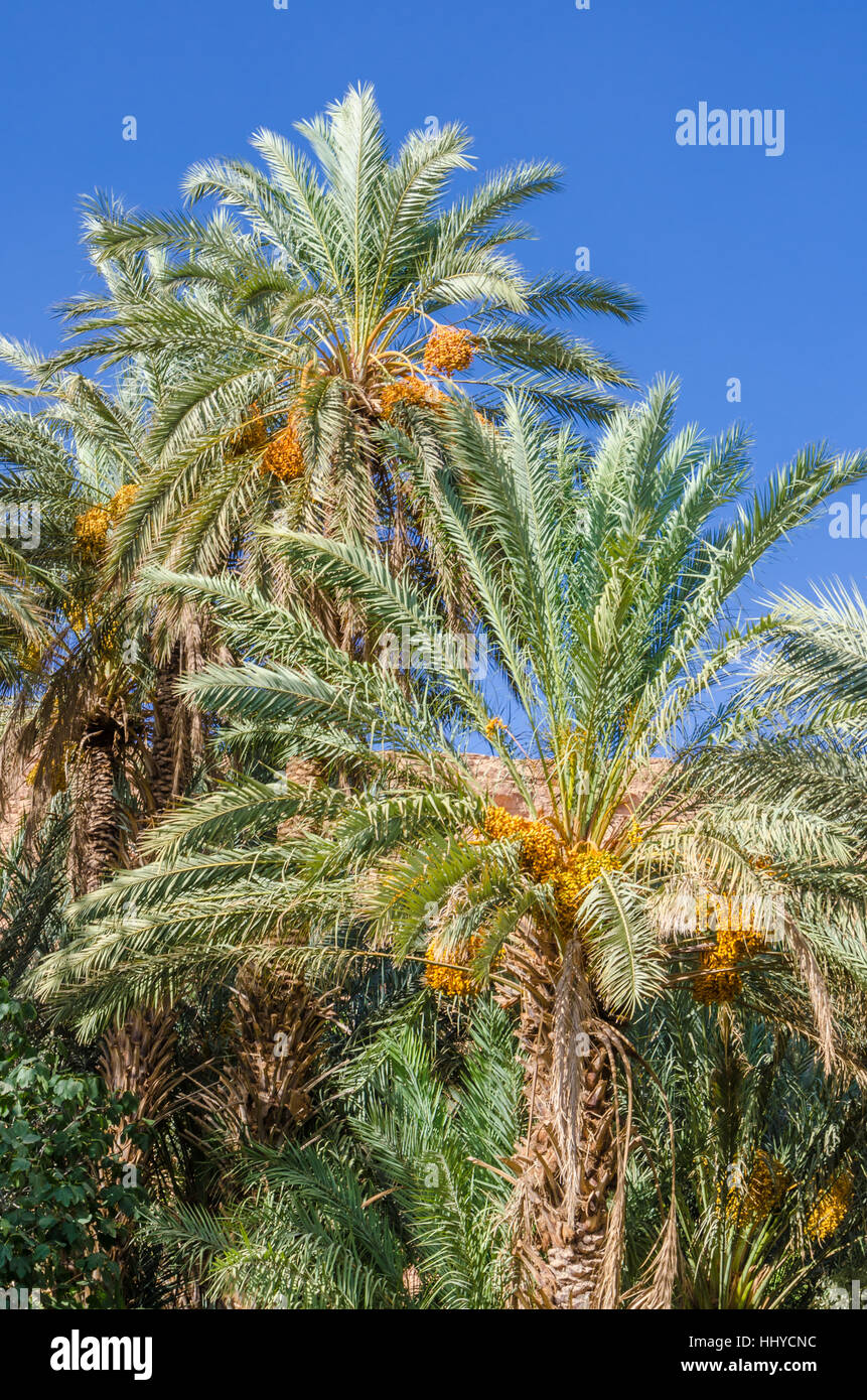 Golden yellow dates growing and hanging off palm trees in oasis ...