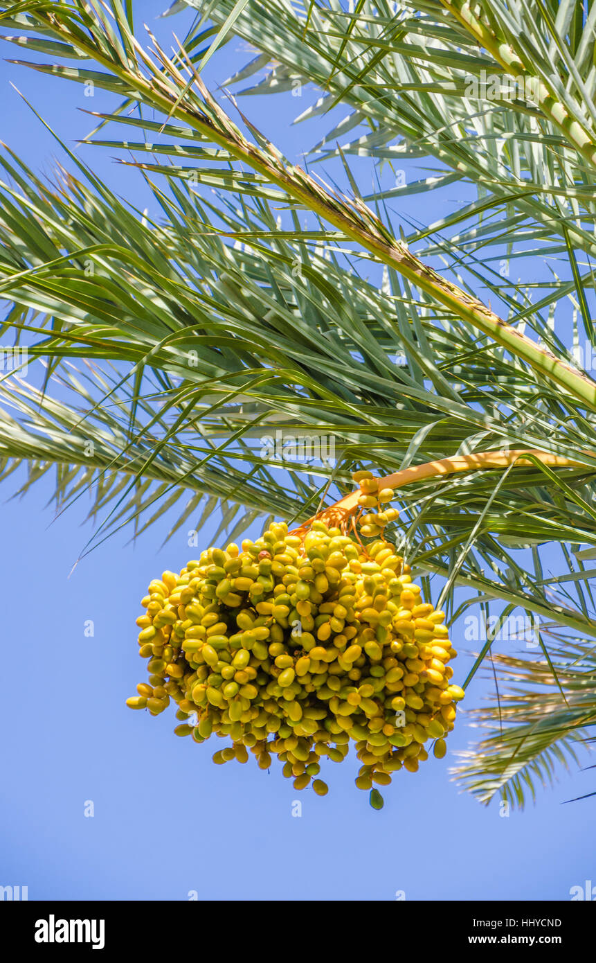 Golden yellow dates growing and hanging off palm trees in oasis ...