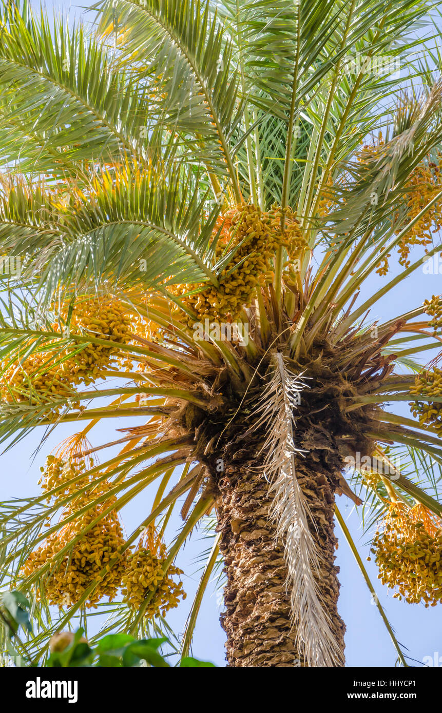 Golden yellow dates growing and hanging off palm trees in oasis ...