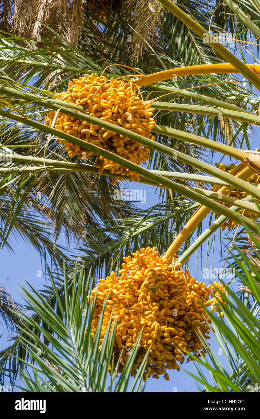 Golden yellow dates growing and hanging off palm trees in oasis ...