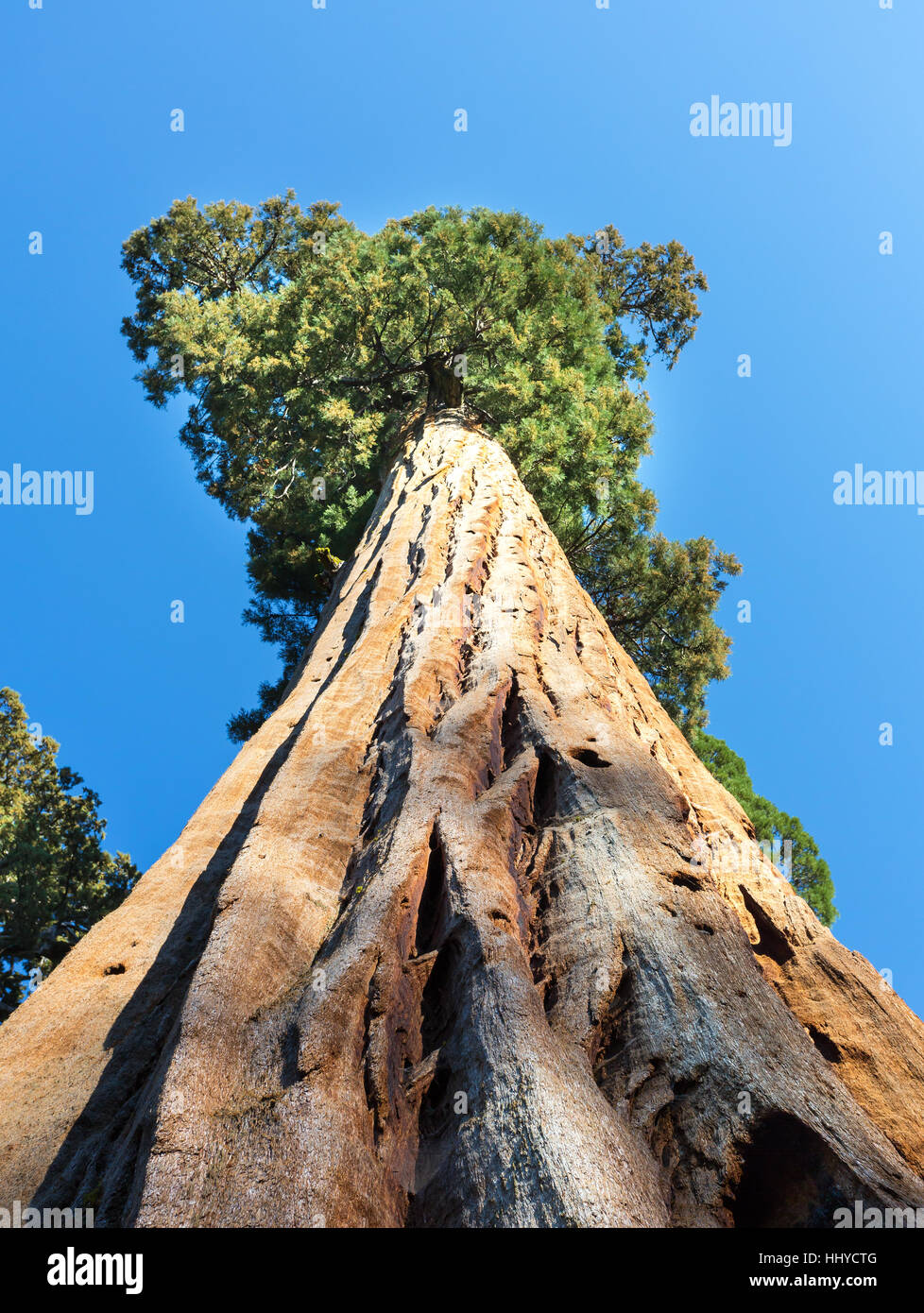 Giant Sequoia redwood trees with blue sky Stock Photo - Alamy
