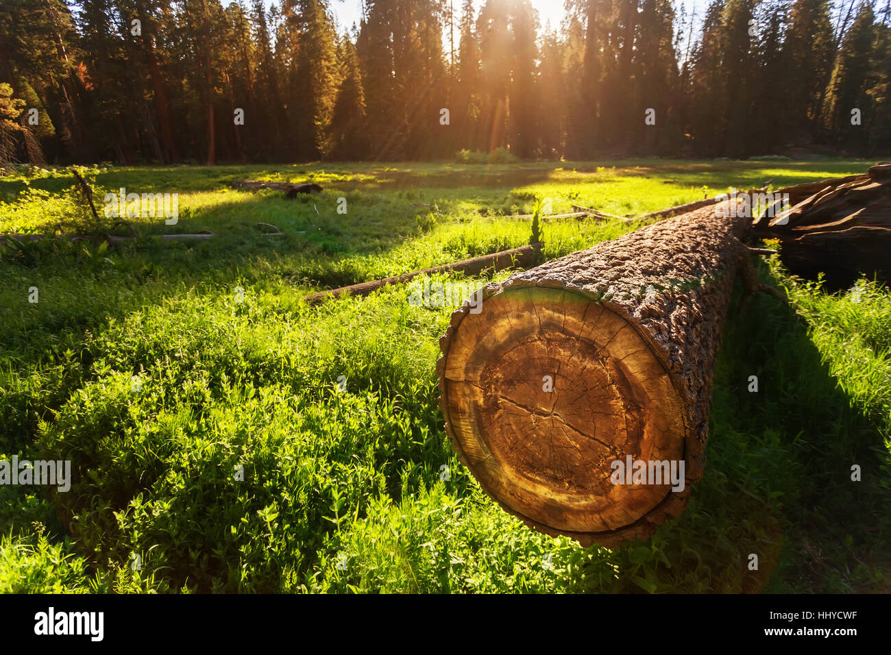 Cuted pine tree hi-res stock photography and images - Alamy