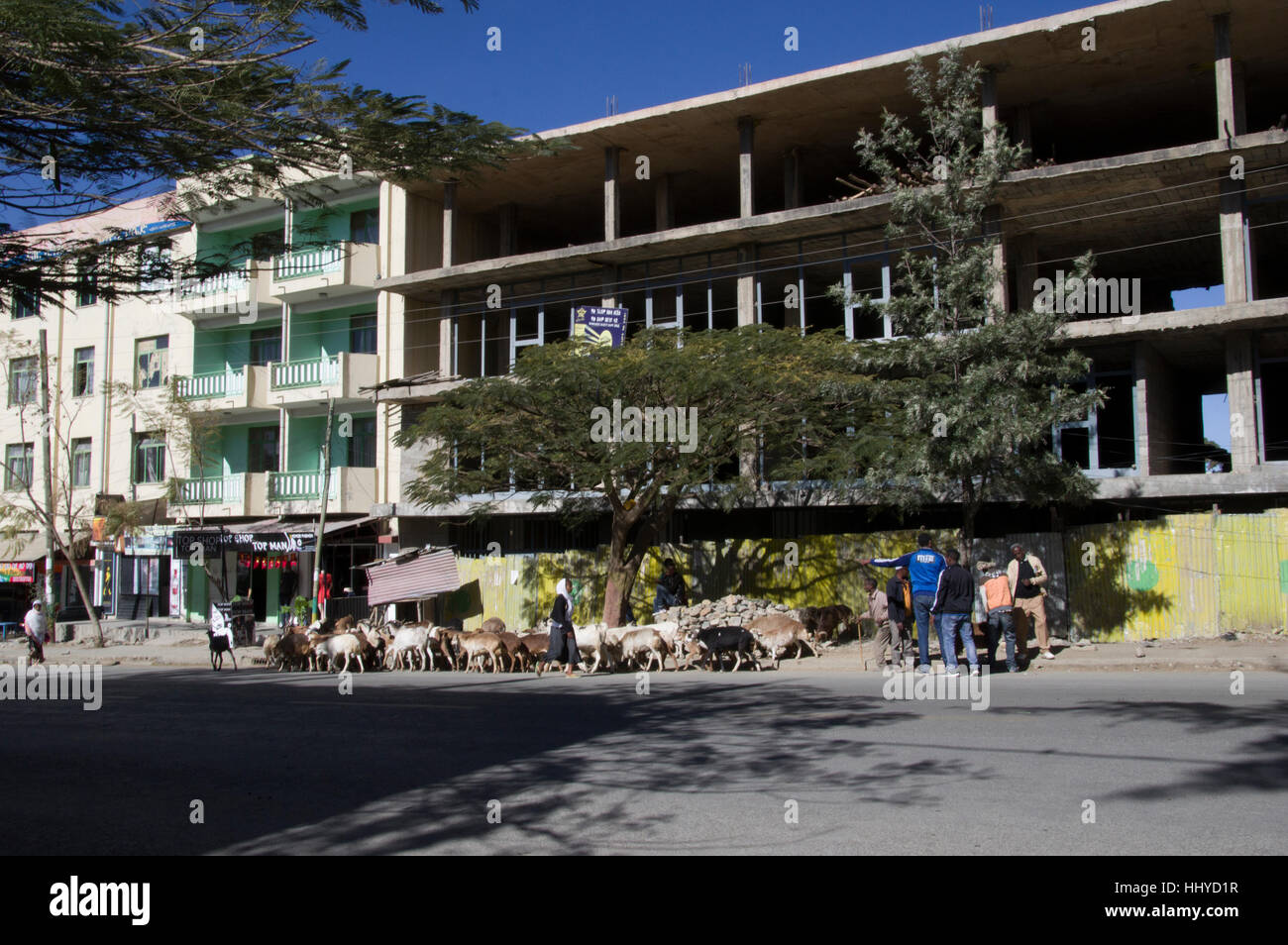 A large number or goats and sheep in front of a building under ...
