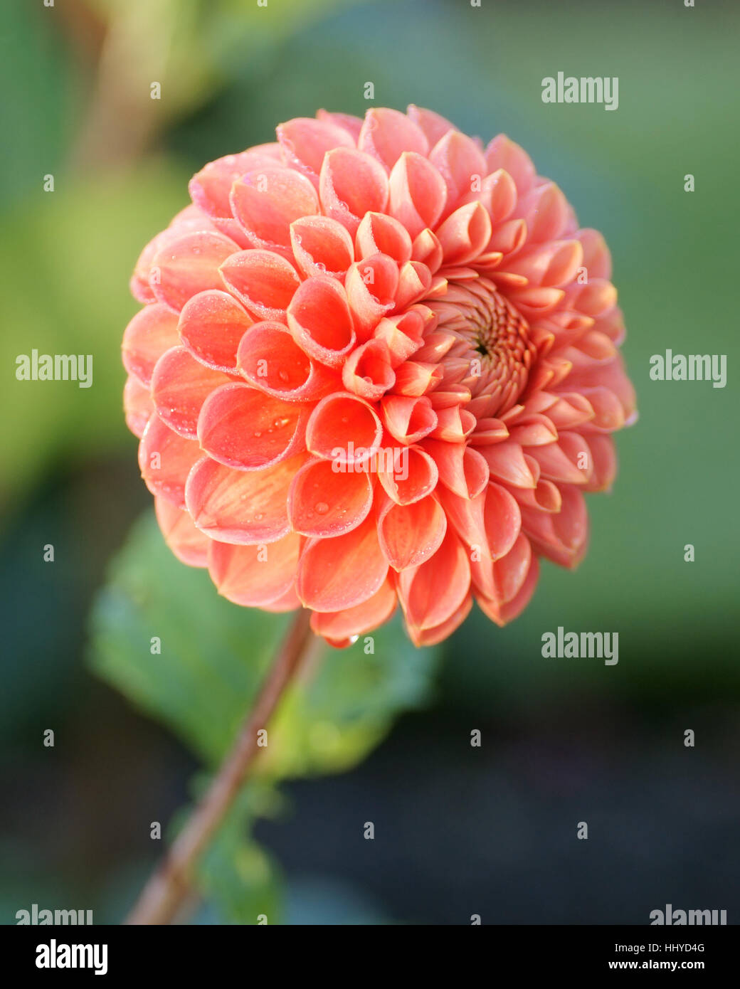 Jomanda hi-res stock photography and images - Alamy