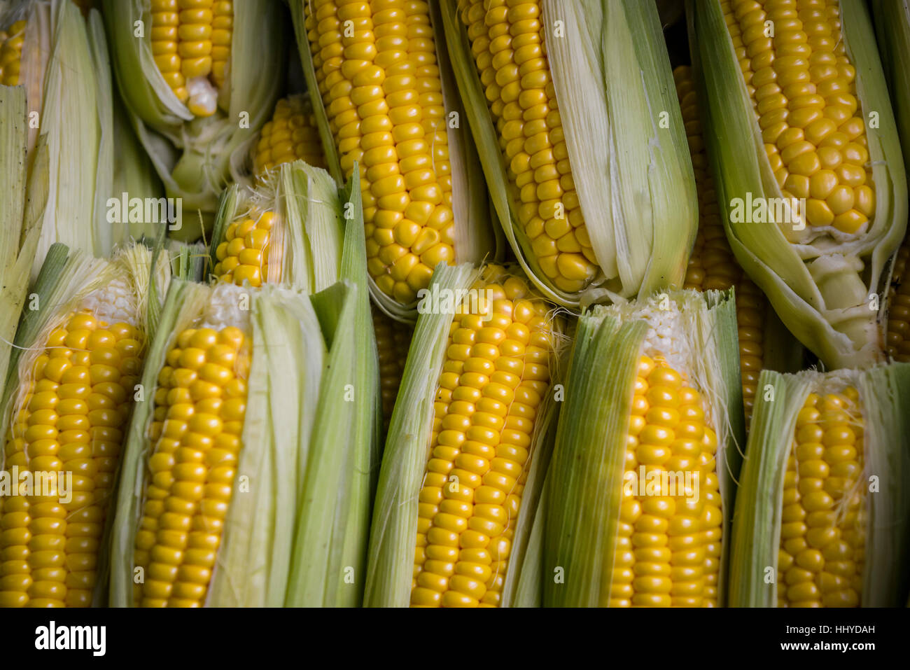 corn with leaves close up Stock Photo - Alamy