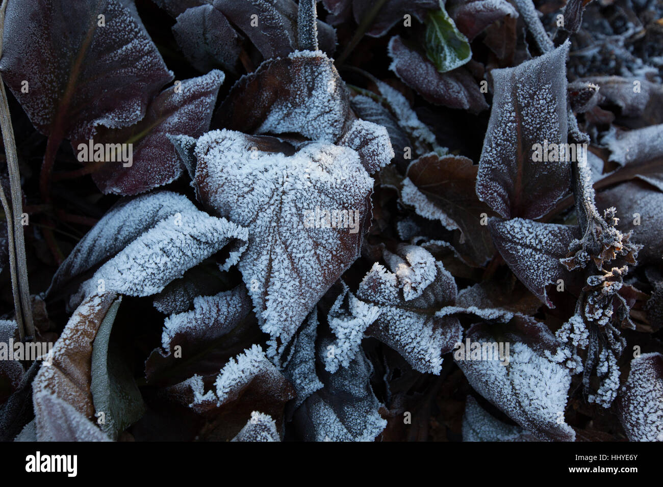 Freezing temperatures creating frost covered landscapes and gardens at ...