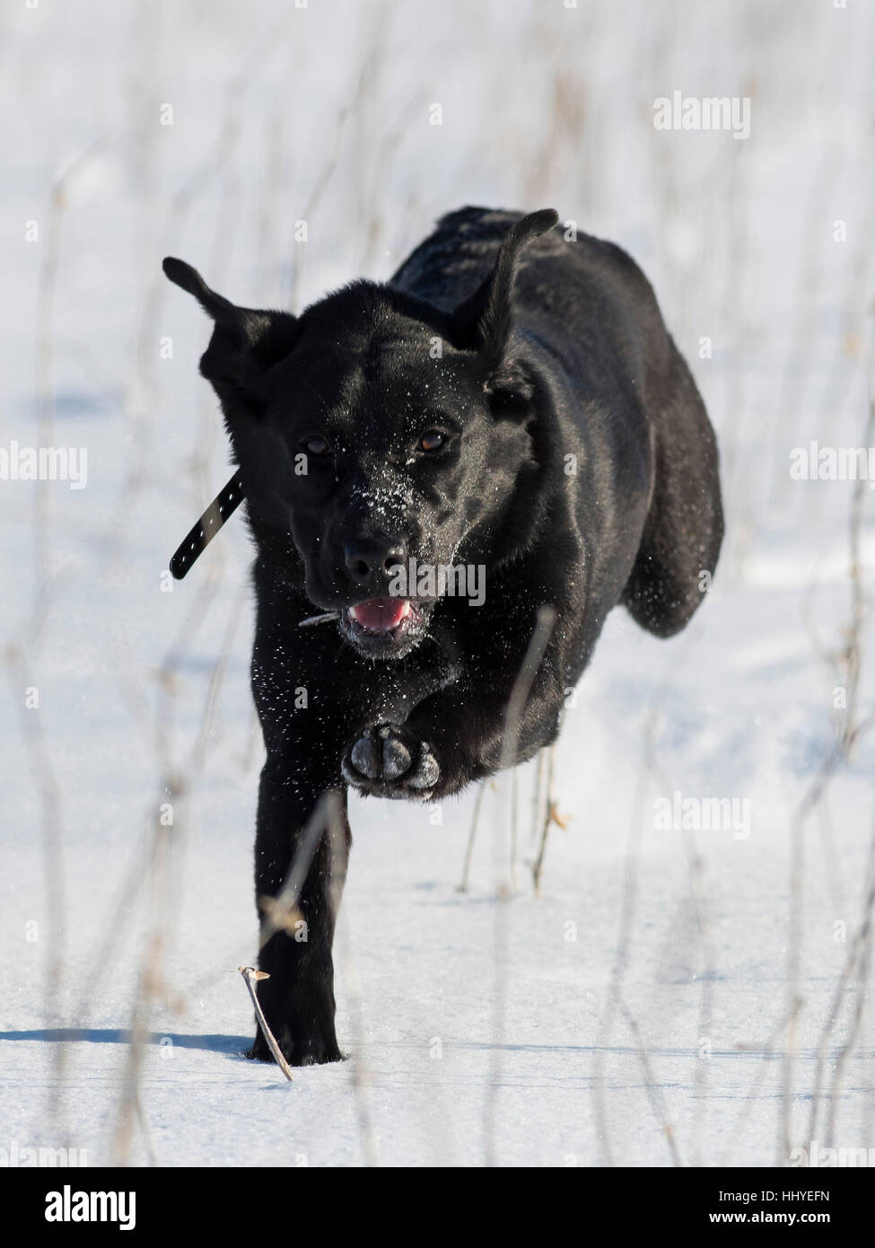 A Black Labrador Retriever running in fresh snow in the winter Stock ...