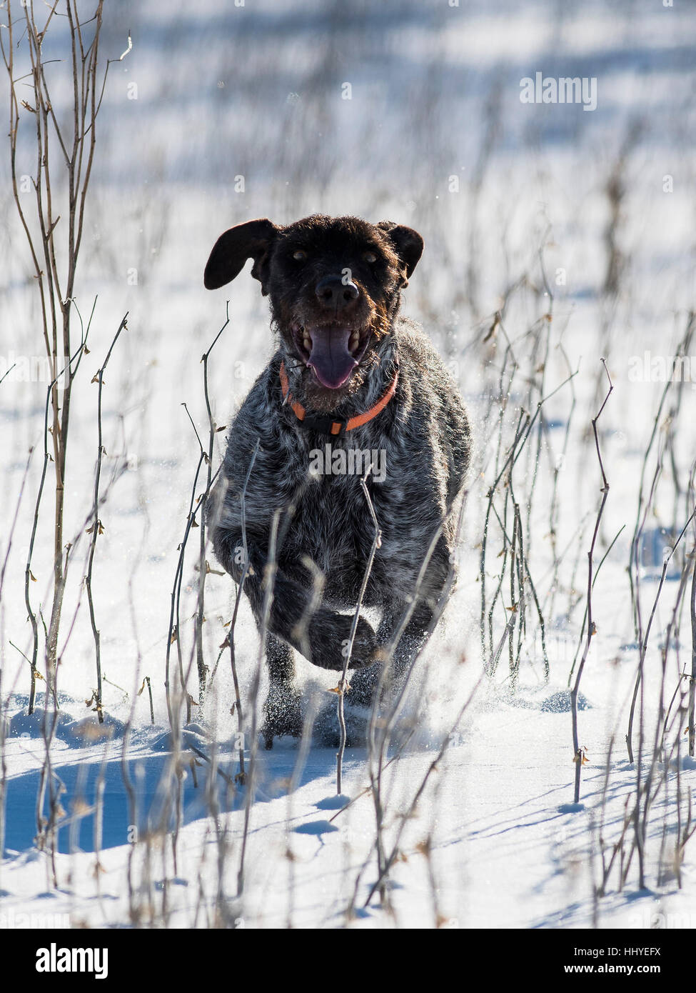 A German Wirehair Pointer running across a snowy field while hunting ...