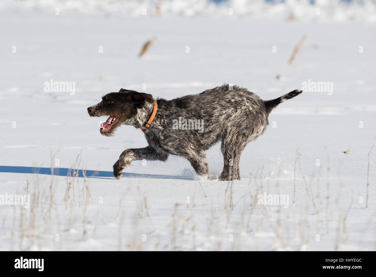 A German Wirehair Pointer running across a snowy field while hunting ...