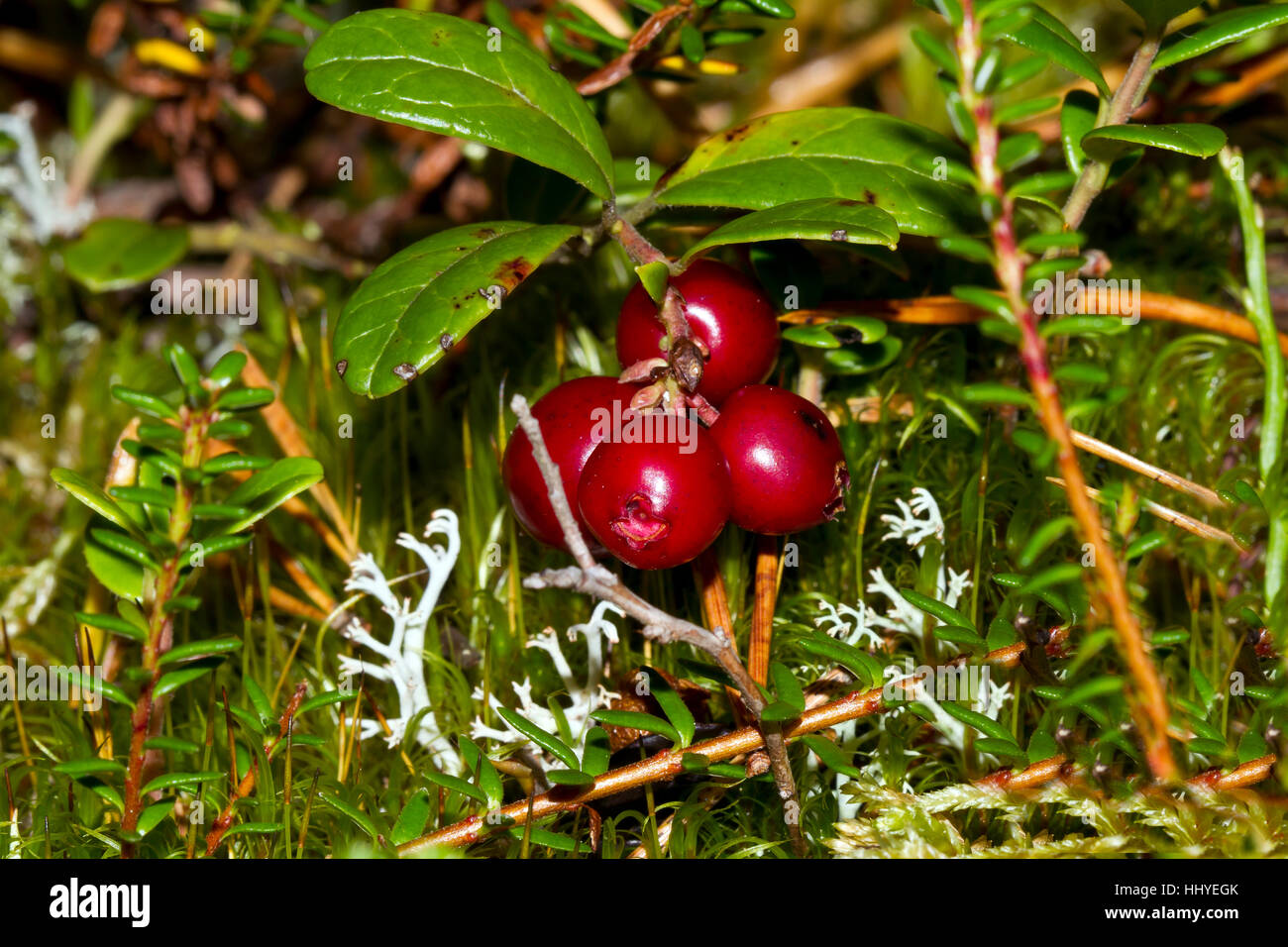 Lingonberry hi-res stock photography and images - Alamy