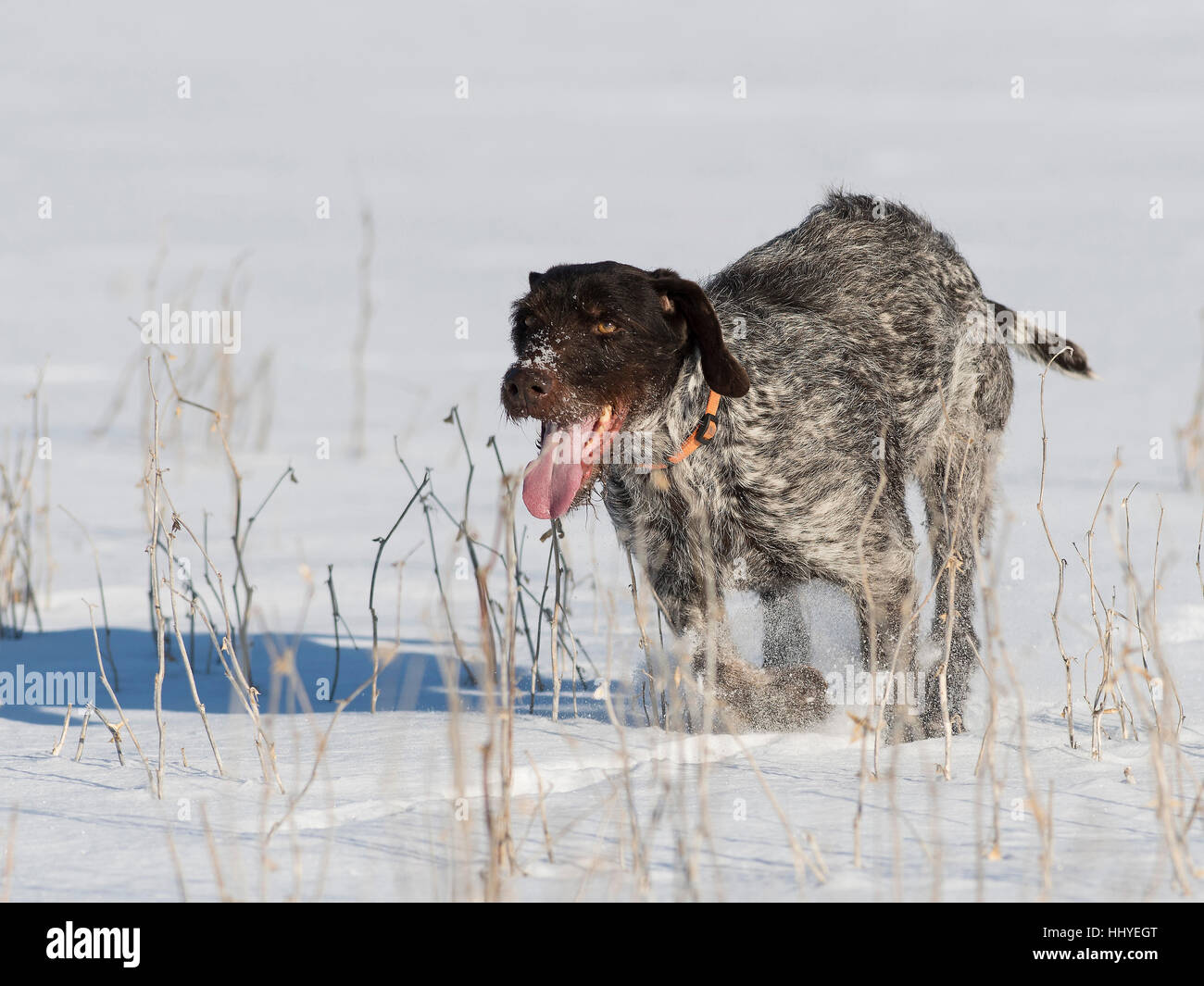 A German Wirehair Pointer running across a snowy field while hunting ...