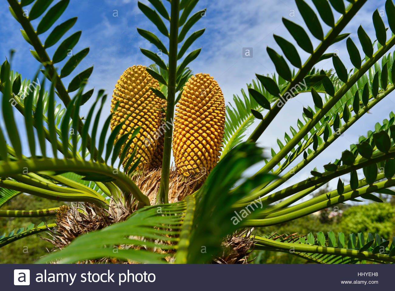 Cycad Trees High Resolution Stock Photography and Images - Alamy