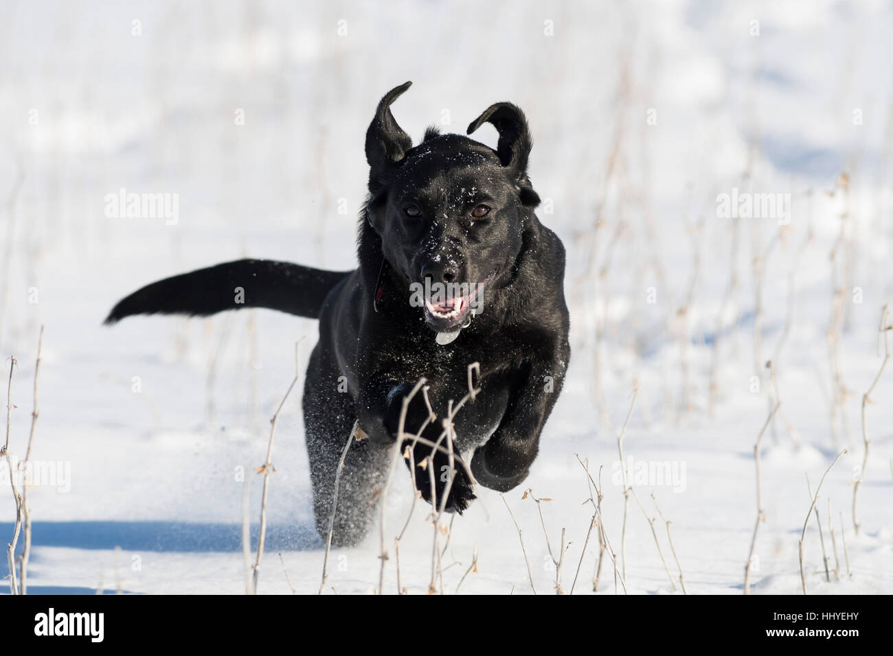 A Black Labrador Retriever running in fresh snow in the winter Stock ...