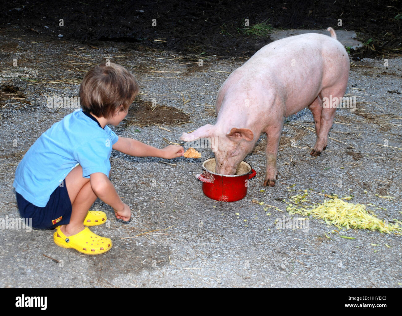 Child feeding a pig on farm Stock Photo - Alamy