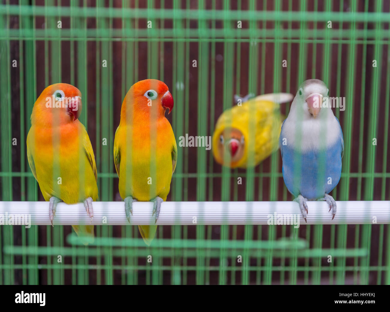 Parakeets in a cage, bird market, Yogyakarta, Java, Indonesia Stock ...