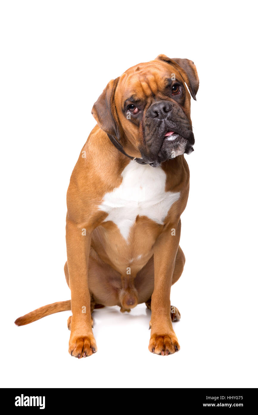 brown boxer dog sitting in front of a white background Stock Photo - Alamy