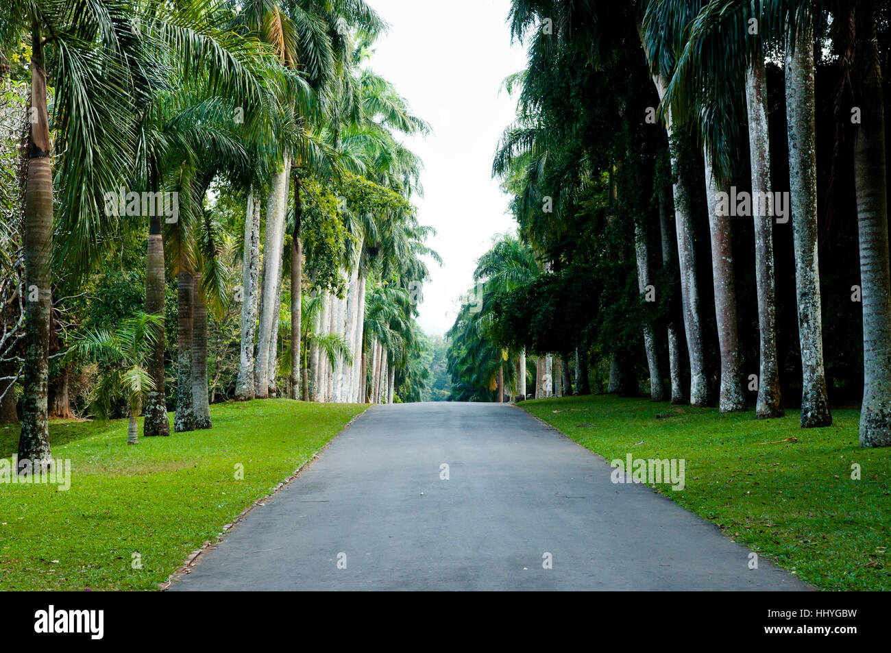 Peradeniya Royal Botanical Gardens - Kandy - Sri Lanka Stock Photo - Alamy