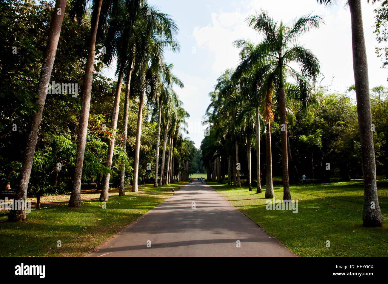 Peradeniya Royal Botanical Gardens - Kandy - Sri Lanka Stock Photo - Alamy