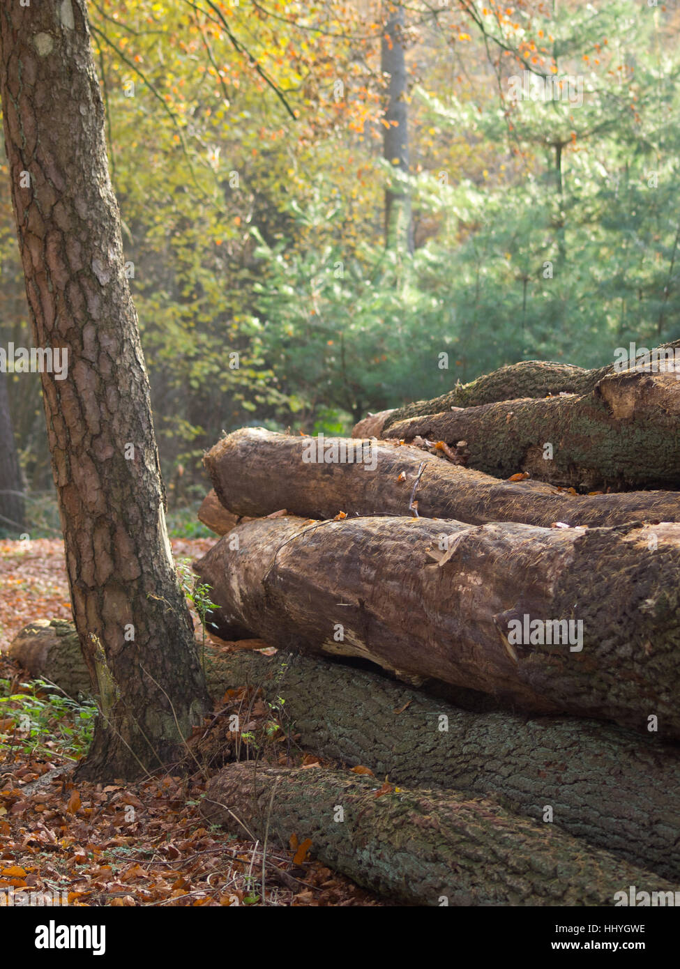 tree, forest, leaves, foliage, nature, fall, autumn, leaf, tree, trees ...