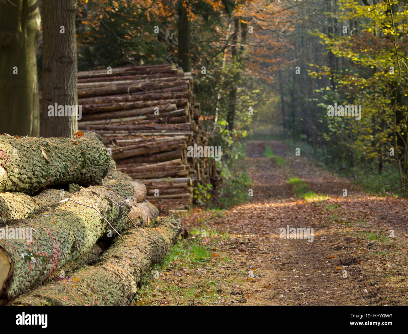 tree, forest, leaves, foliage, nature, fall, autumn, leaf, tree, trees ...