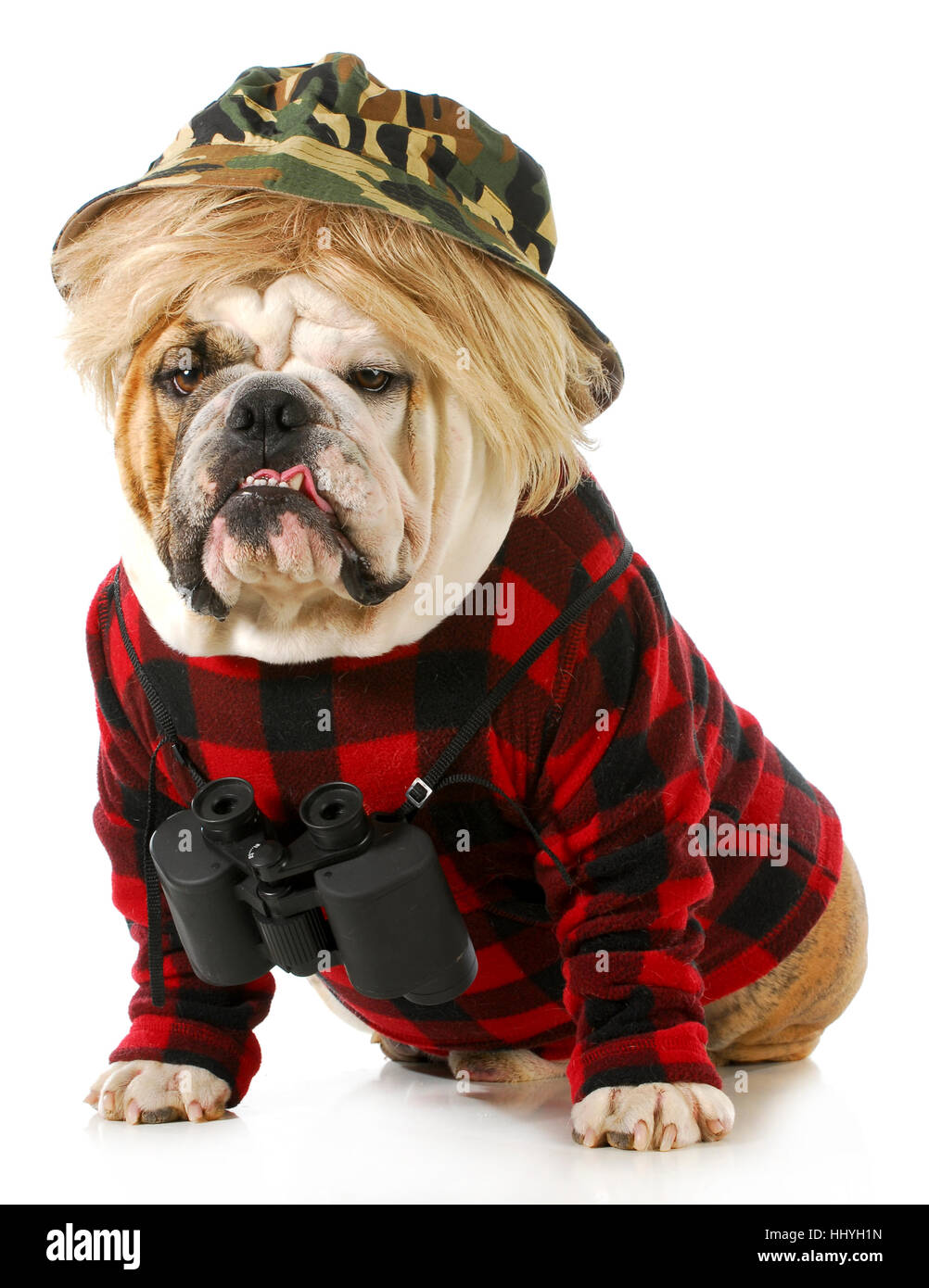 model, design, project, concept, plan, draft, animal, pet, brown ...