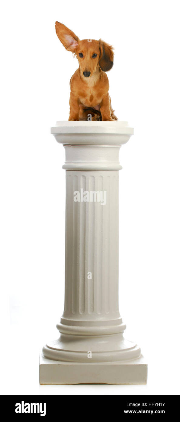 dog sitting on a pedestal - dachshund with ear up listening sitting on ...