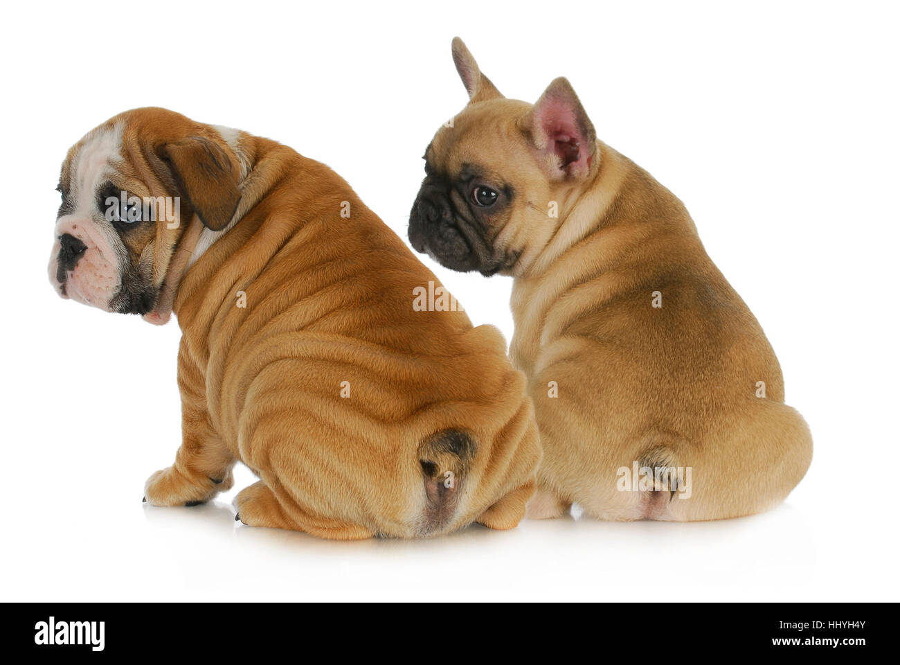 British bulldog game hi-res stock photography and images - Alamy