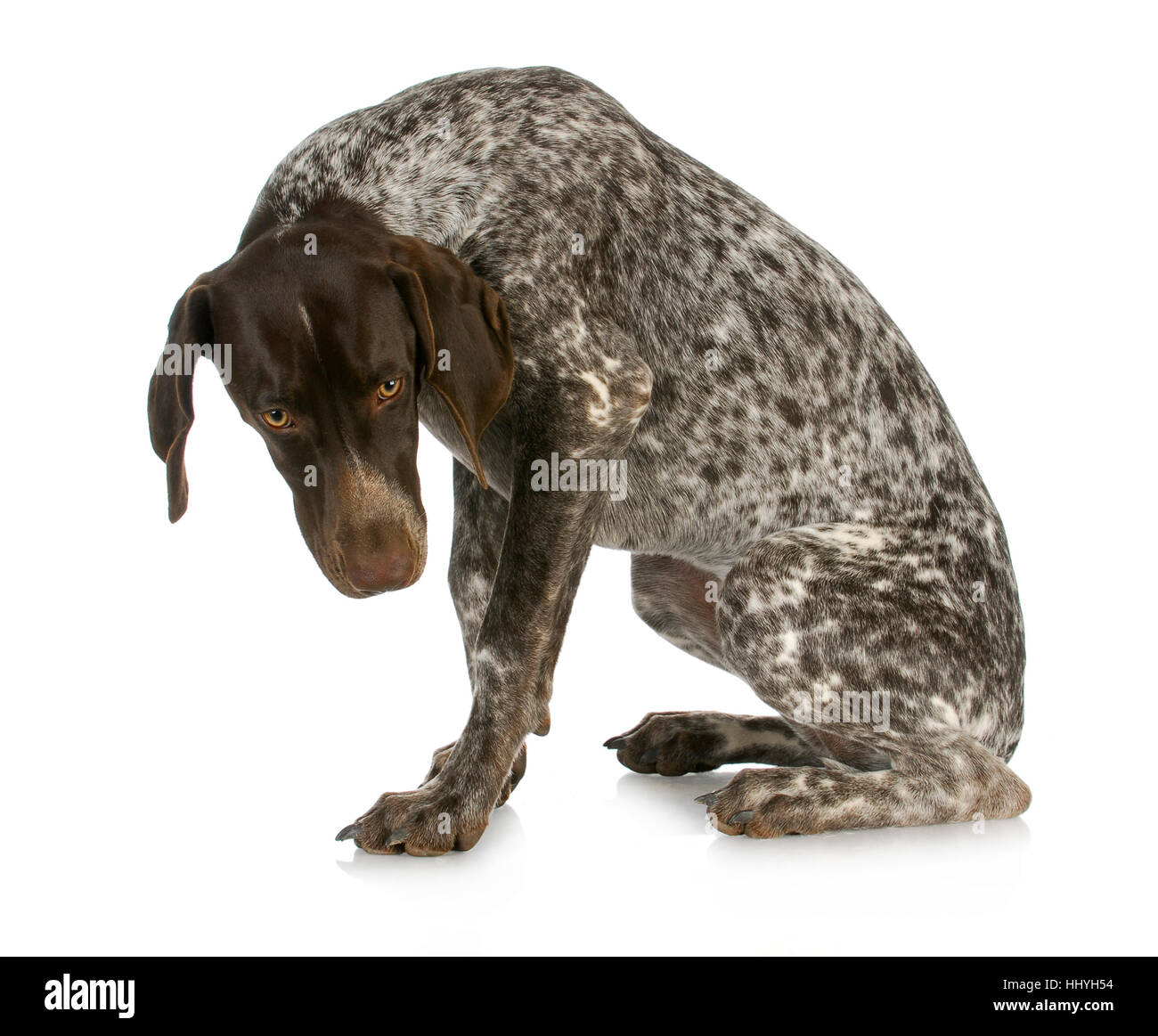 isolated, animal, sassy, obtrusive, brash, bold, disrespectful, naughty ...