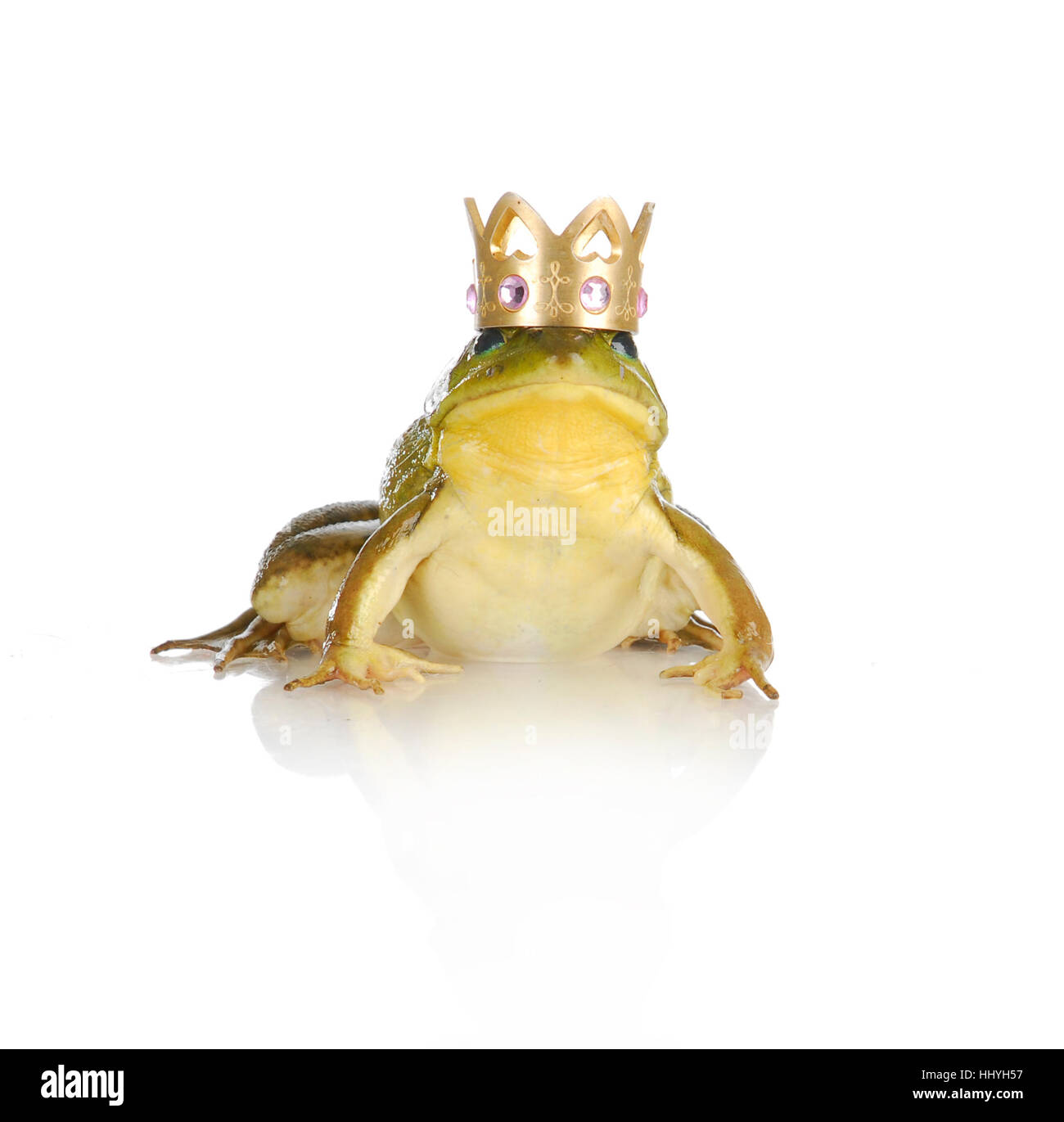 handsome prince - bull frog wearing gold crown looking at viewer ...