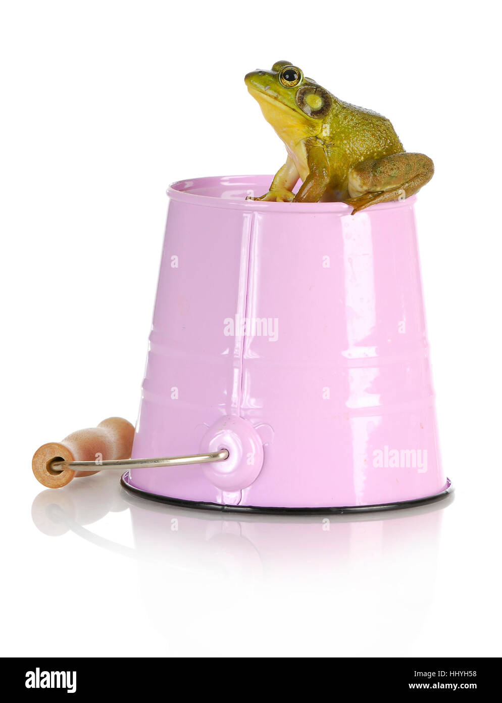 The human species Cut Out Stock Images & Pictures - Alamy