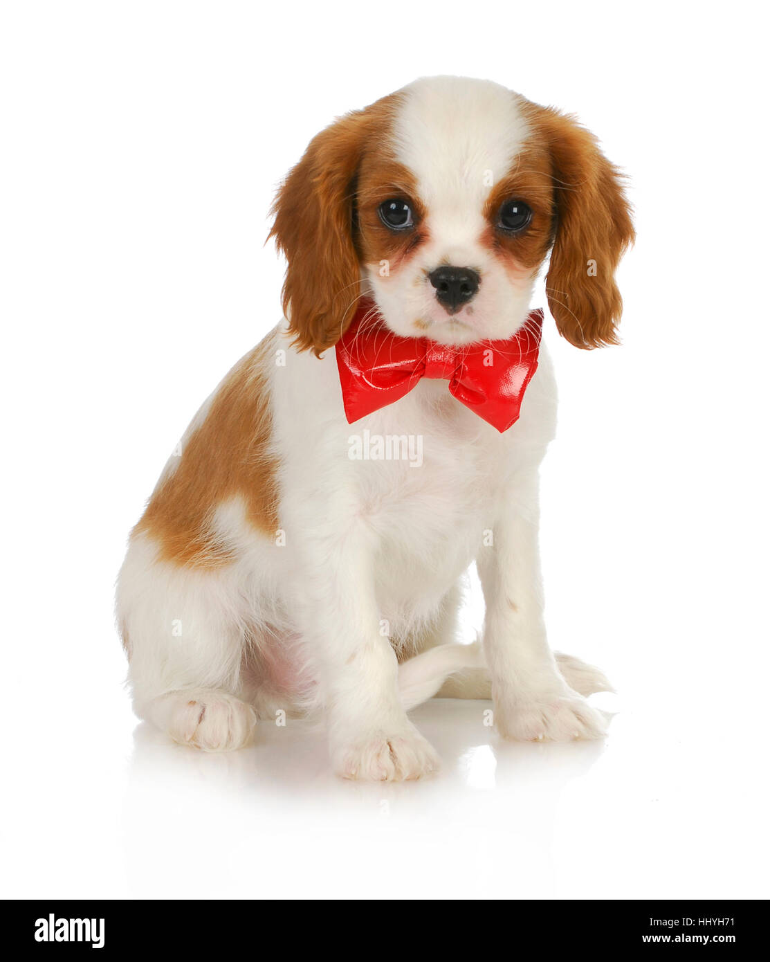 cute puppy - cavalier king charles spaniel wearing red bowtie sitting ...