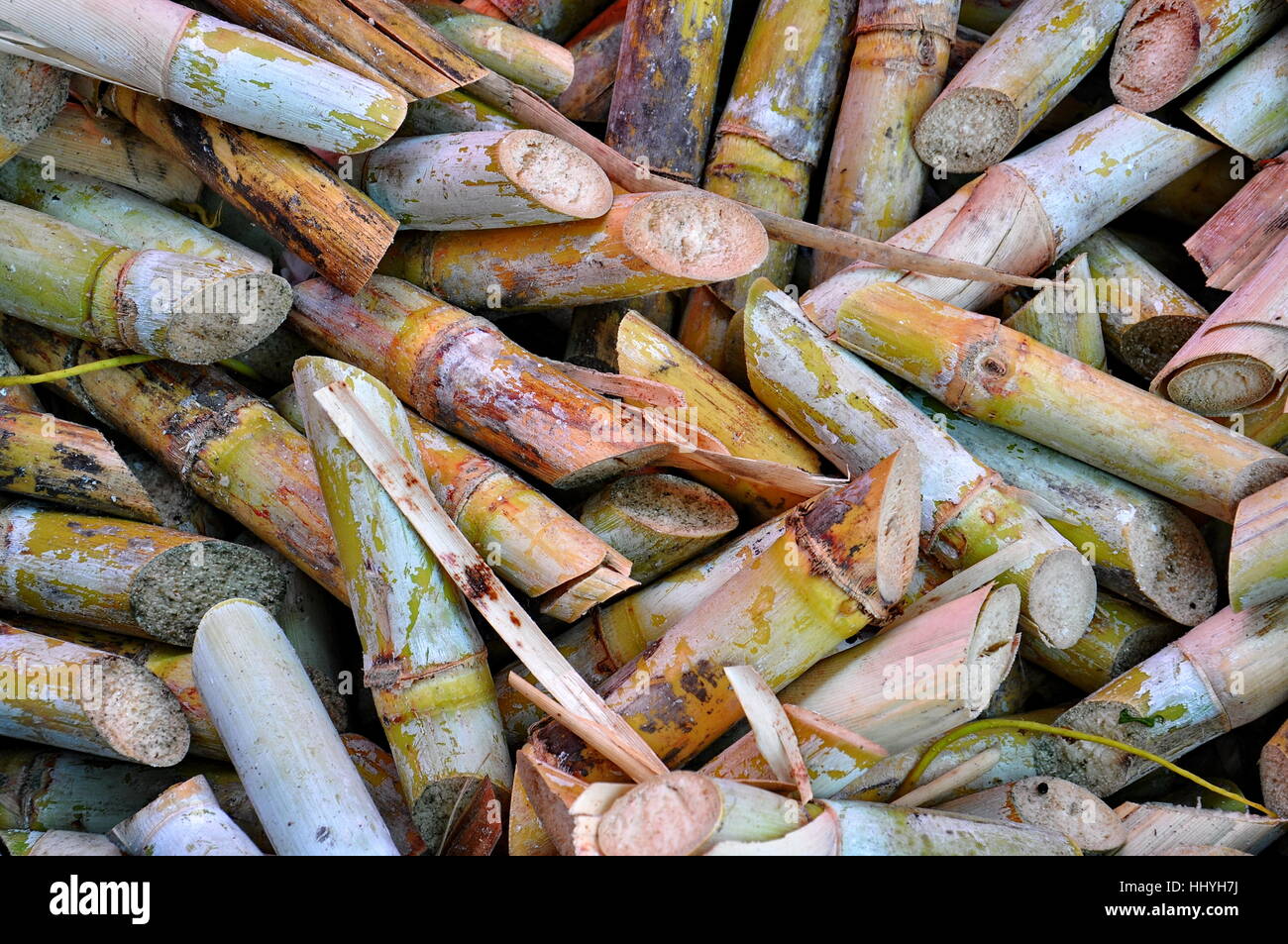 Chewing sugarcane hi-res stock photography and images - Alamy