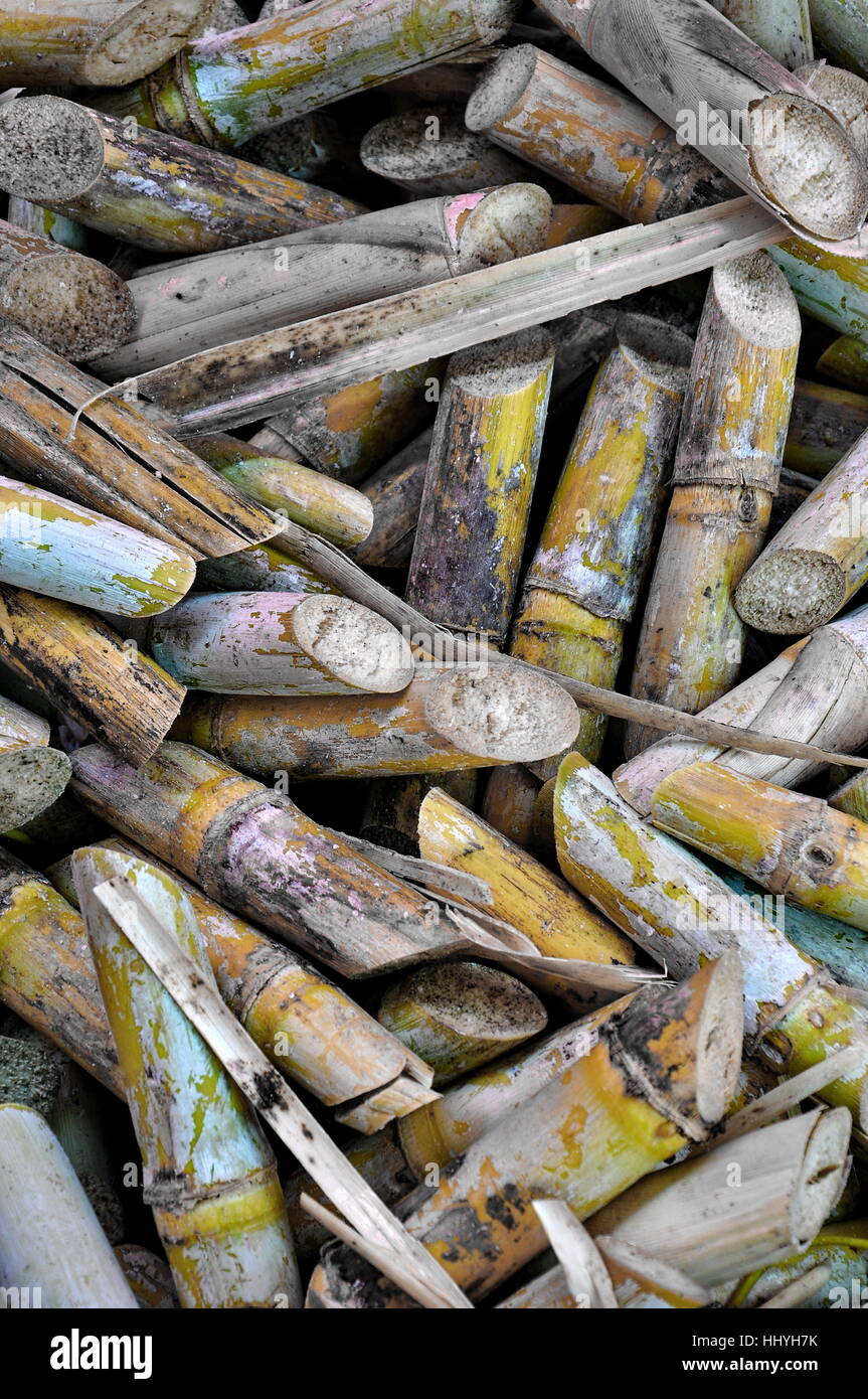 Chewing sugarcane hi-res stock photography and images - Alamy