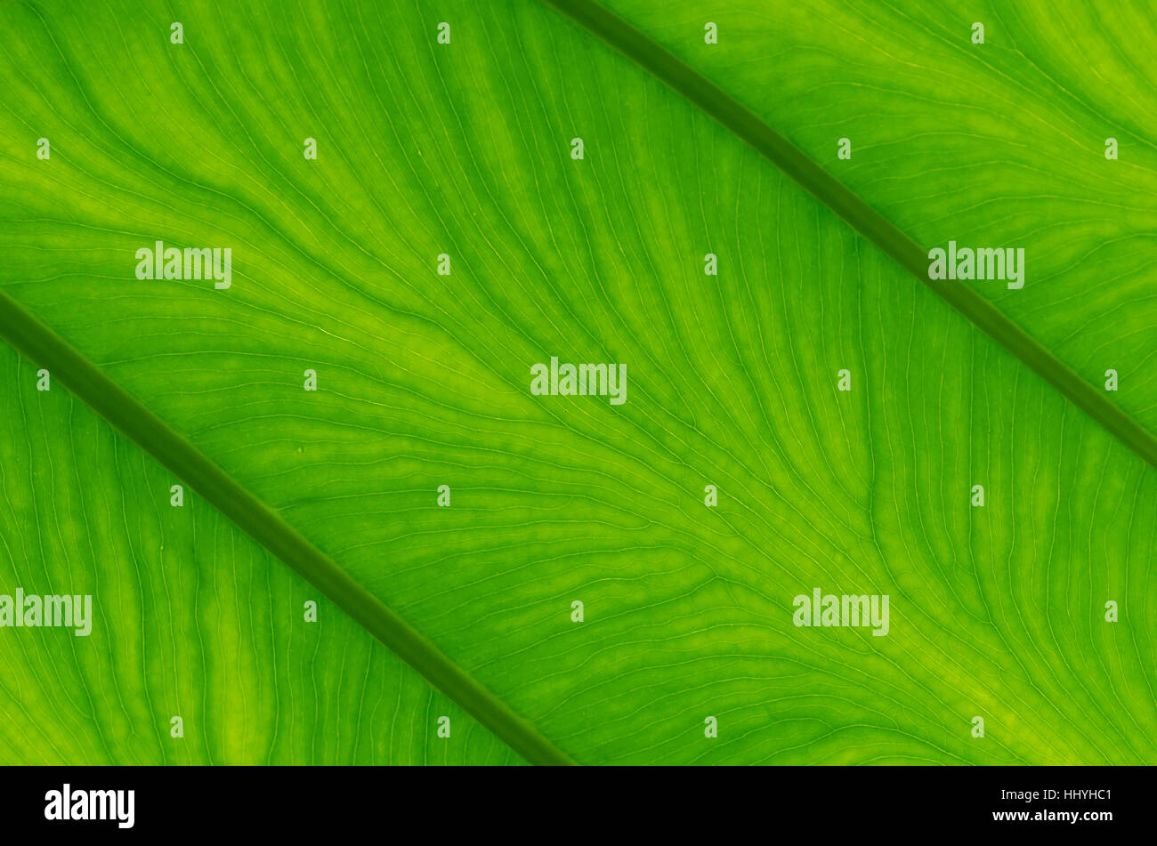 green, maldives, veins, bread-fruit tree, page, sheet, green, lines ...
