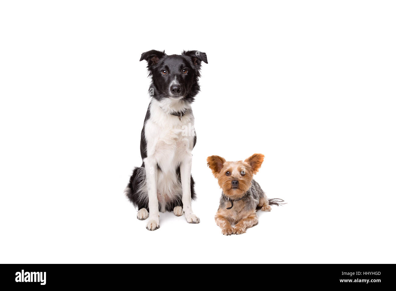 two dogs in front of a white background Stock Photo - Alamy