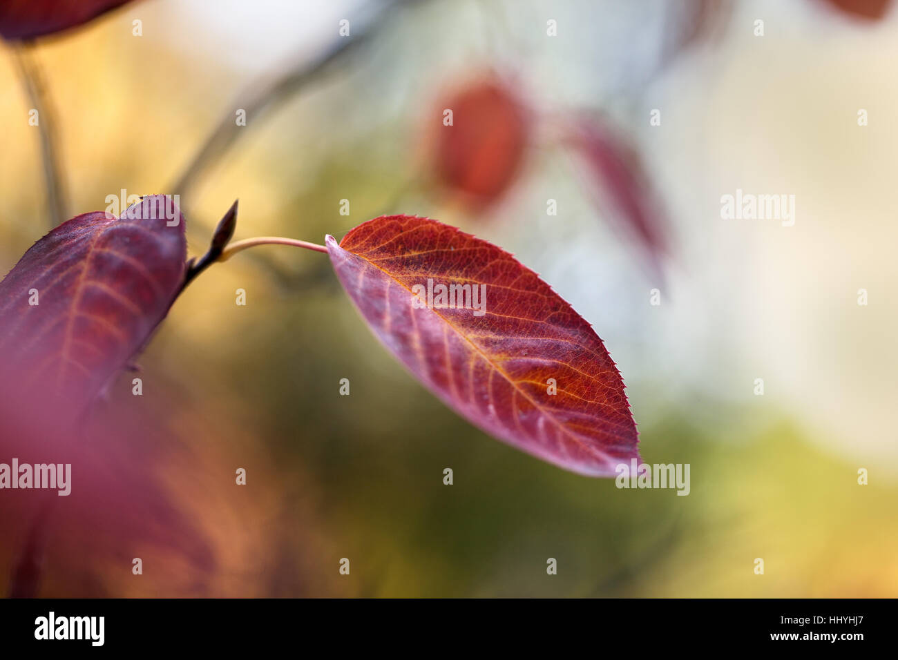 autumnal, shrub, autumn colours, faded, autumn foliage, leaves, foliage ...