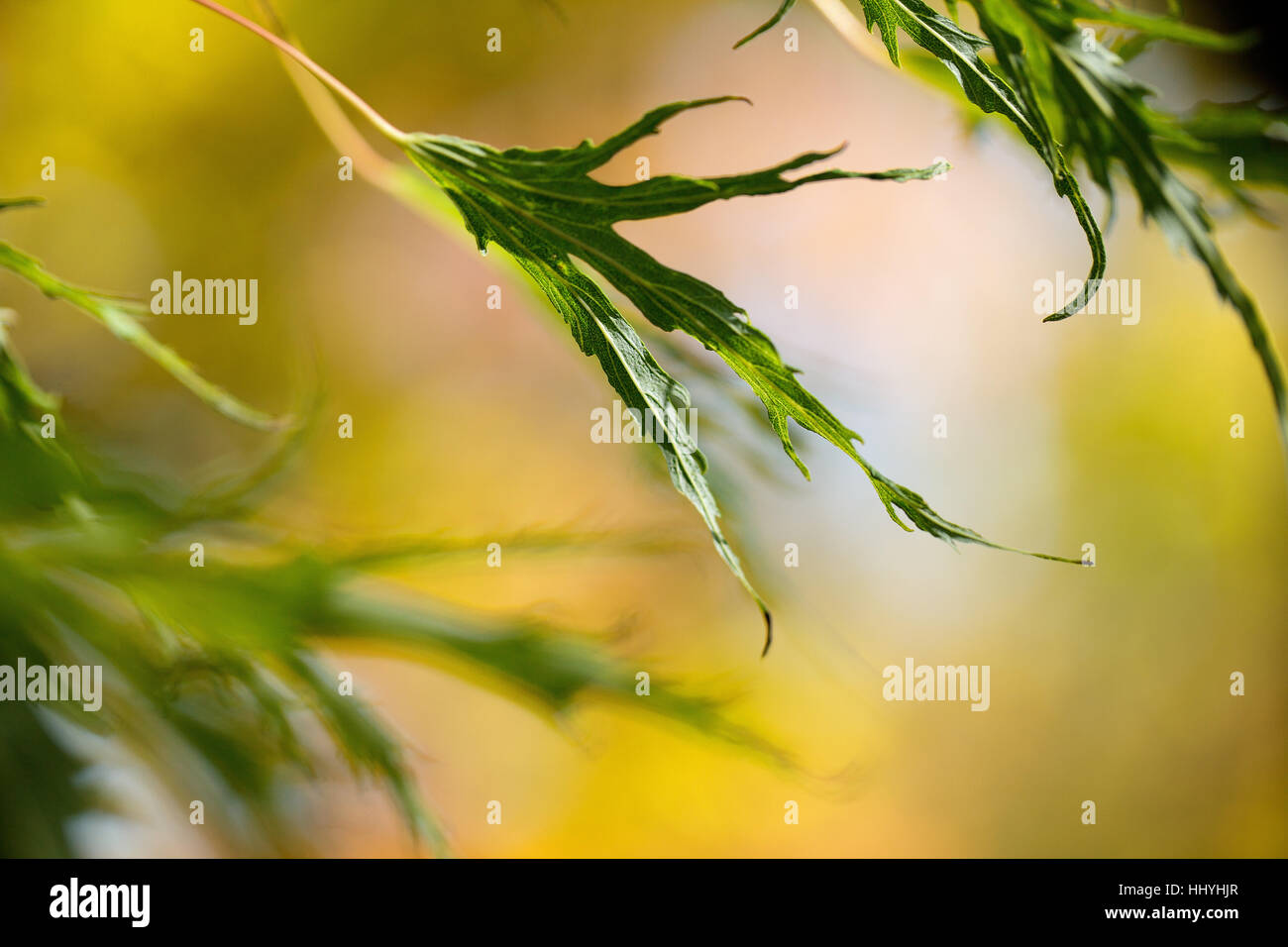 autumnal, shrub, autumn colours, faded, autumn foliage, leaves, foliage ...