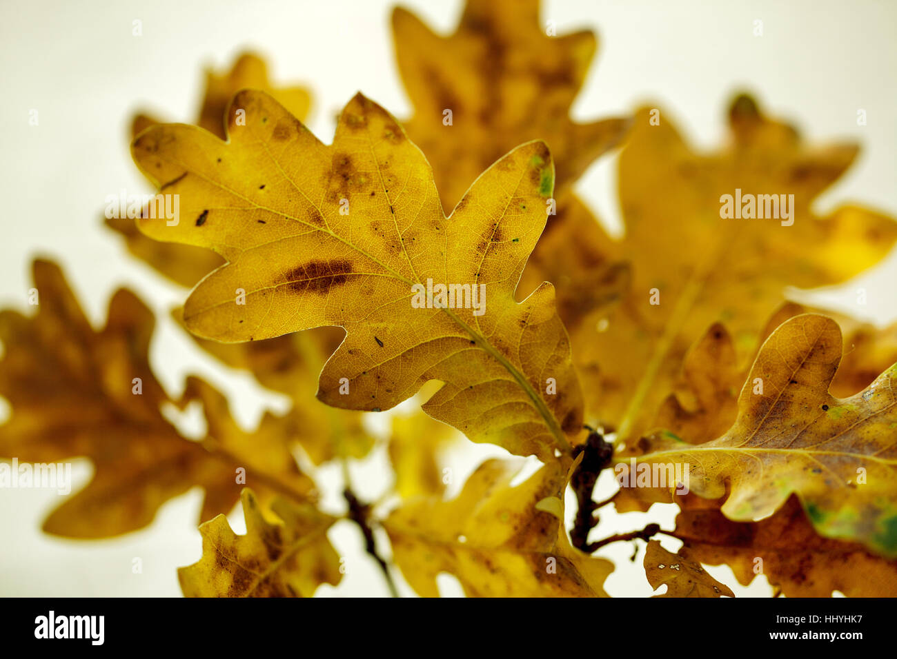 autumnal, shrub, autumn colours, faded, autumn foliage, leaves, foliage ...