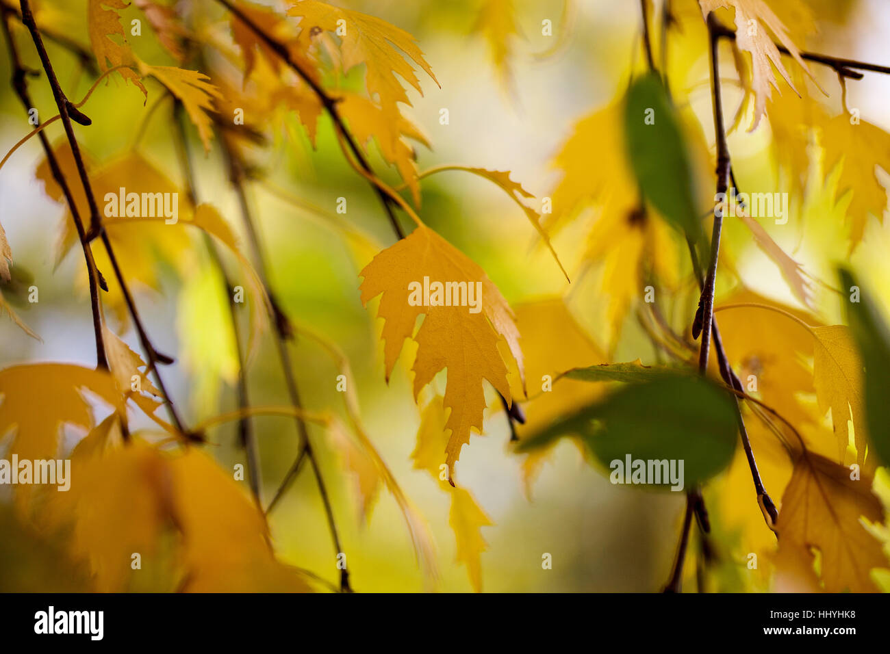 autumnal, shrub, autumn colours, faded, autumn foliage, leaves, foliage ...